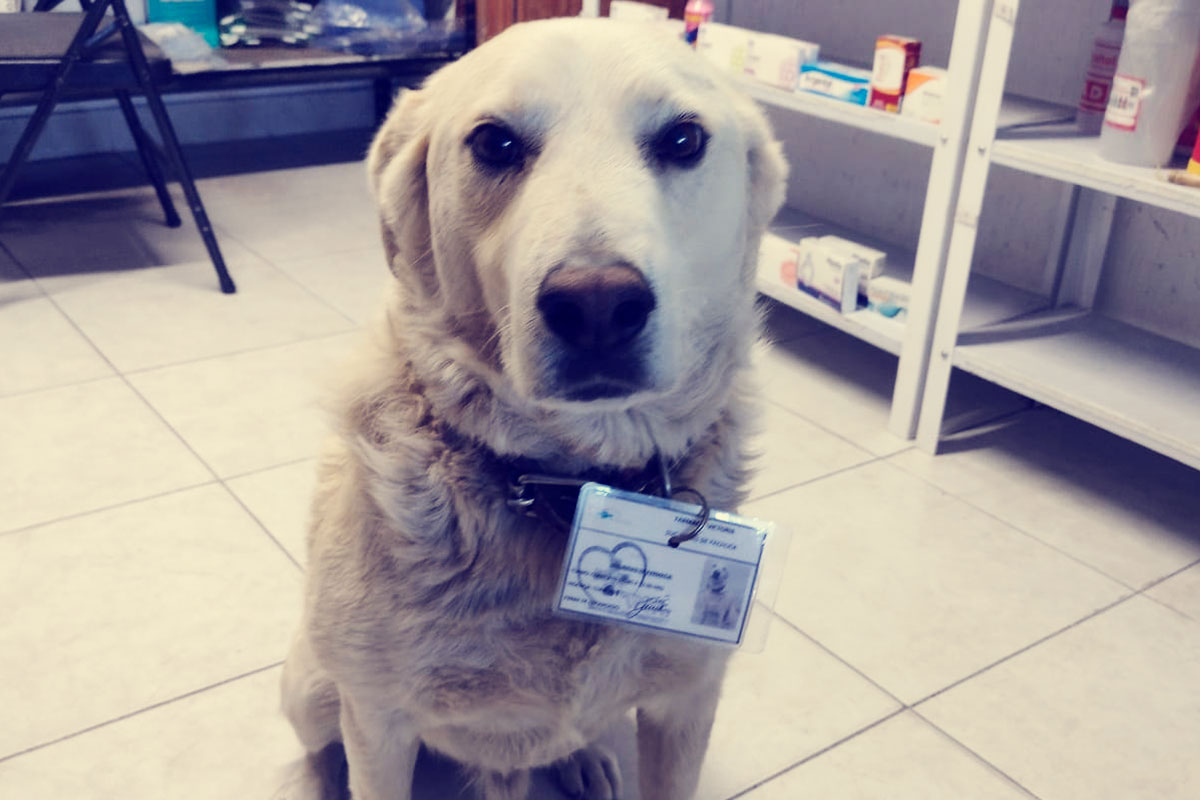 Emisión 12/08/2021: Perrito es nombrado jefe de seguridad | Estamos Al Aire